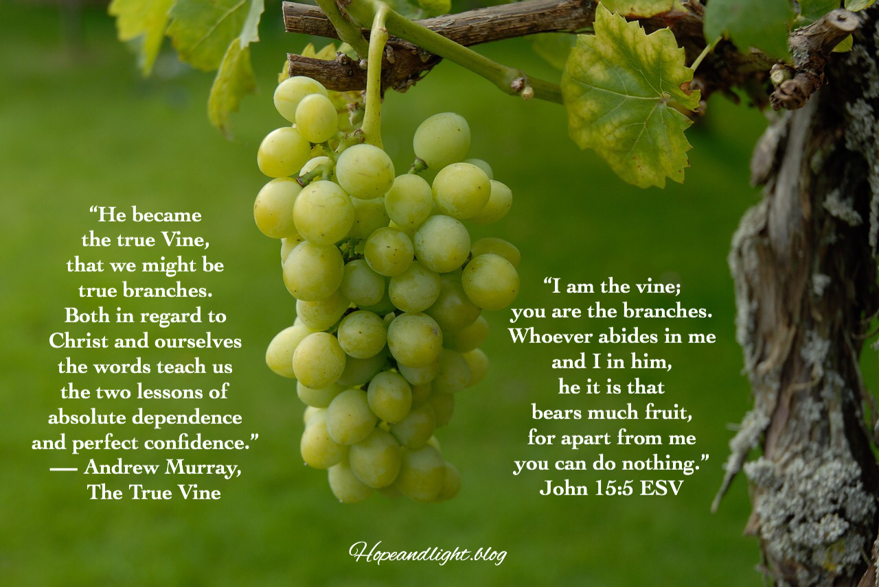 The True Vine and the Branches – HOPE & LIGHT